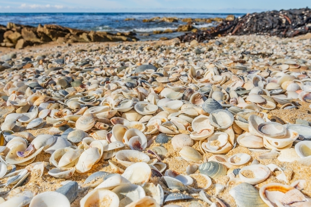 Image of Ground level view of hundreds of pippy shells lining a sandy ...