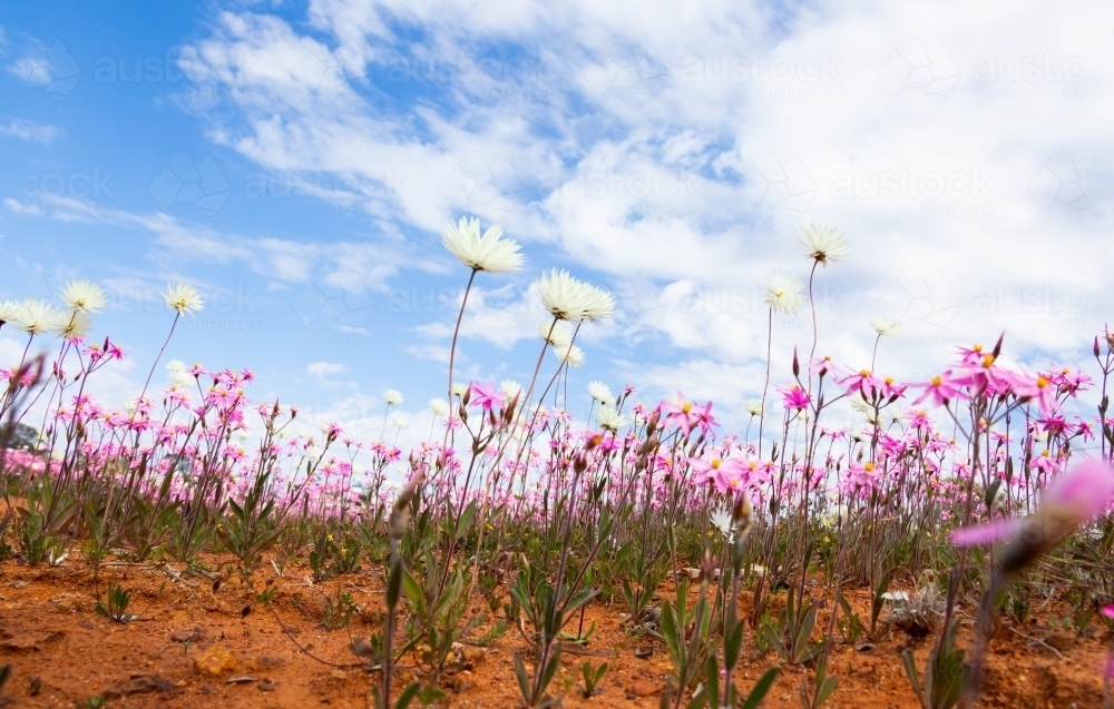 Image of Ground level view of wildflowers with sky in background ...