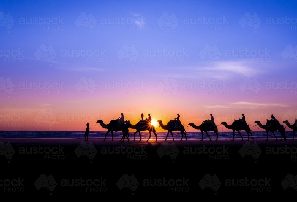 Image of Group of camels being ridden at sunset - Austockphoto