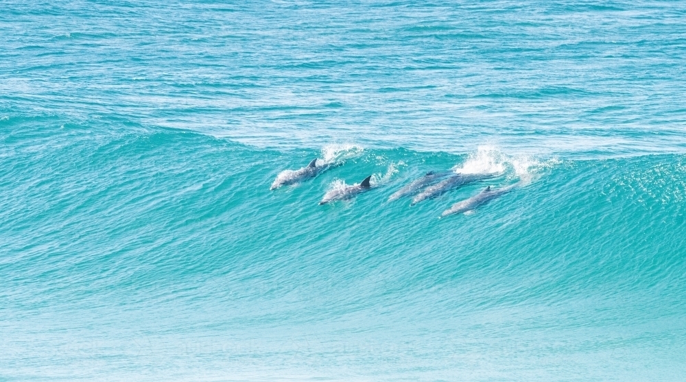 Image of Group of dolphins riding the same wave - Austockphoto