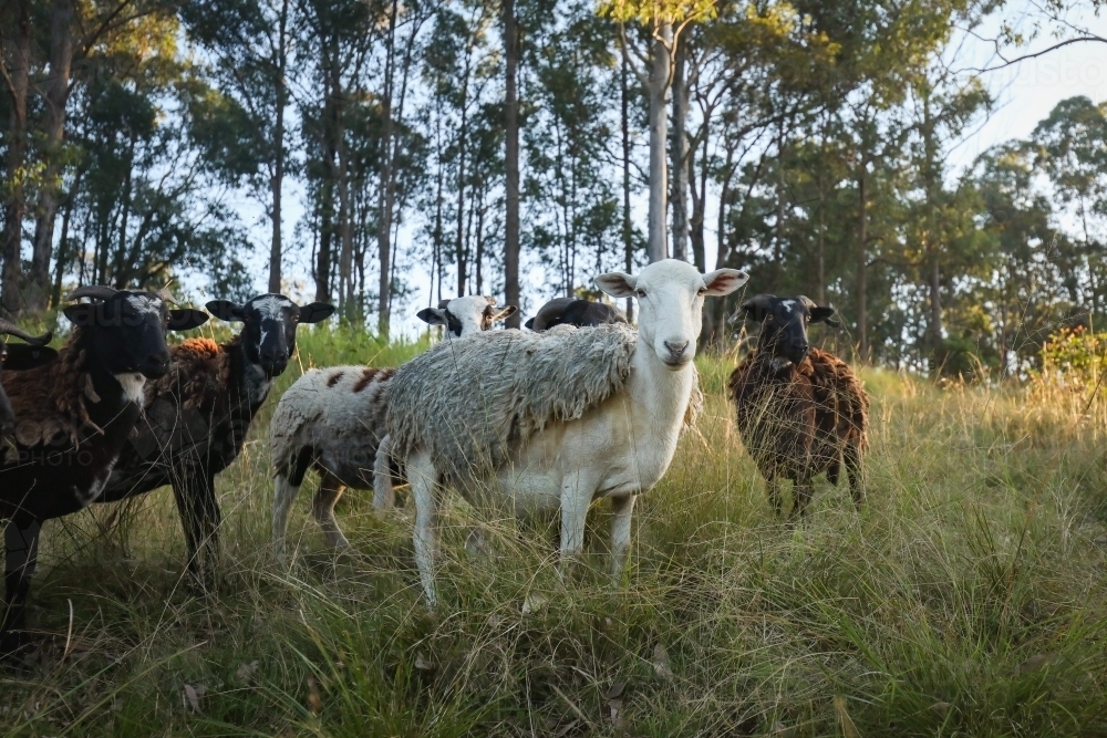 Image of Group of Dorper breed sheep in field with golden light ...