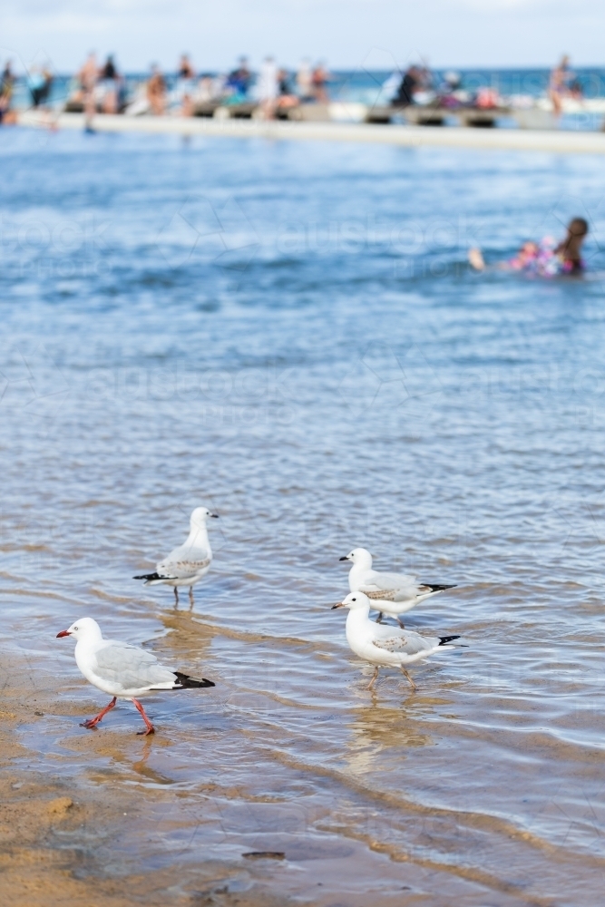 Image of Group of four seagull birds in water of sea pool at busy beach ...