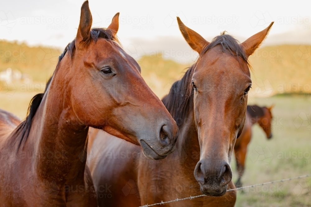 Image of Group of horses gathering together at fence line on rural ...