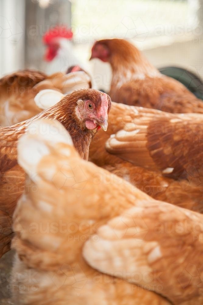 Image of Group of isa brown laying hens - Austockphoto