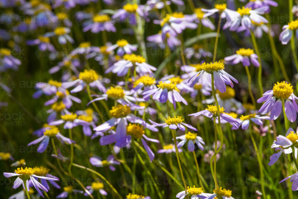 Image of Group of purple daisy flowers - Austockphoto