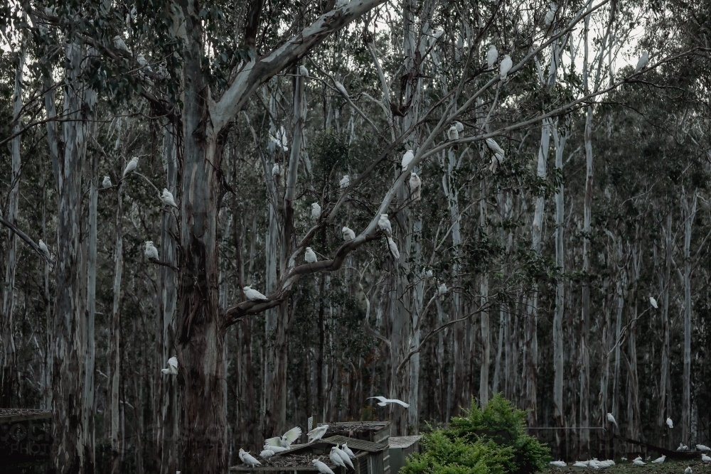 Image of Group of sulphur crested cockatoos in Australian bush setting ...
