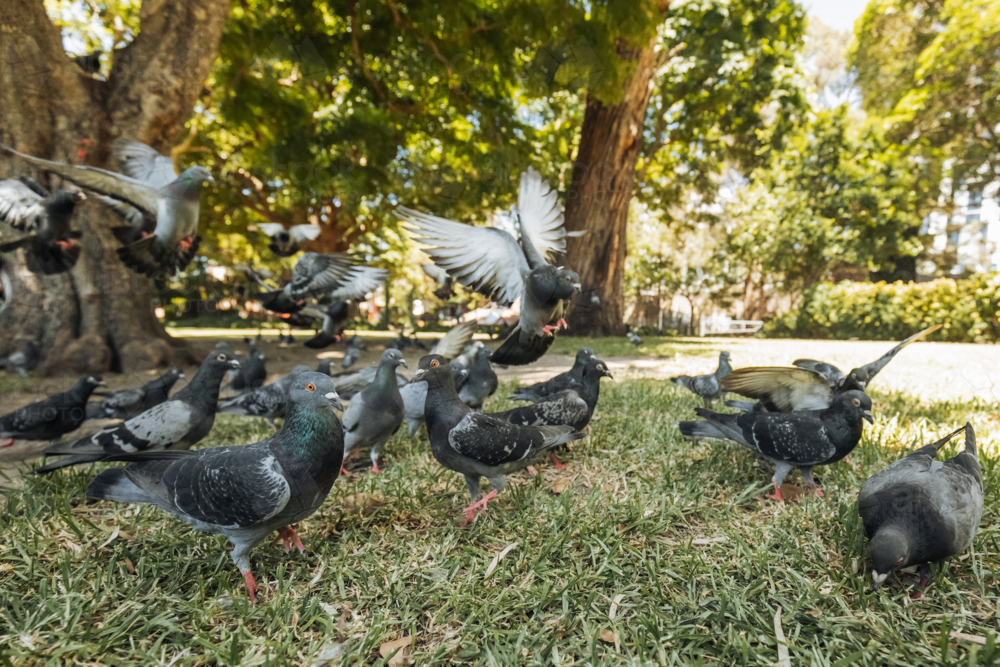 Image of Group of wild pigeons gathering in Sydney park close up ...