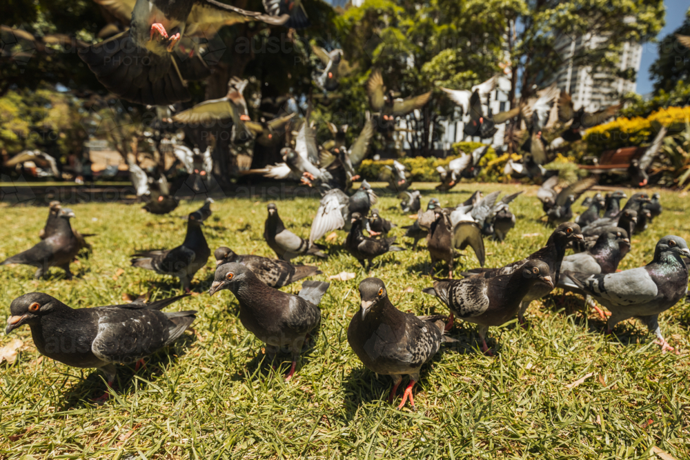 Image of Group of wild pigeons gathering in Sydney park close up ...