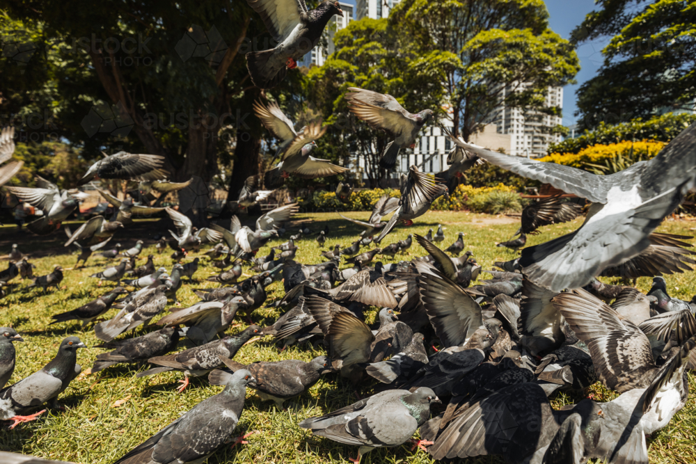 Image of Group of wild pigeons gathering in Sydney park close up ...