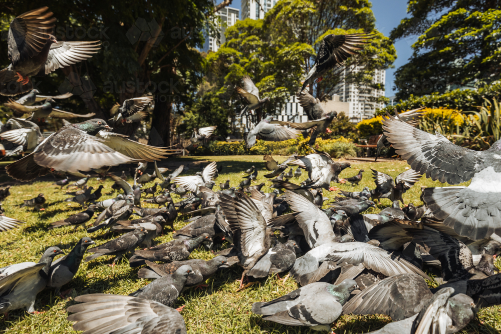 Image of Group of wild pigeons gathering in Sydney park close up ...