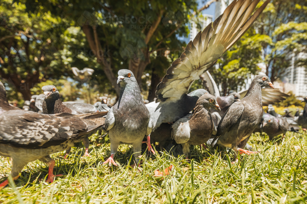 Image of Group of wild pigeons gathering in Sydney park close up ...
