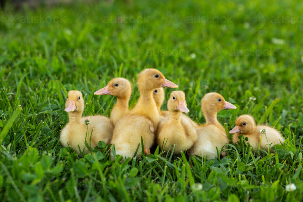 Image of Group of yellow baby farm animals ducklings together on green ...