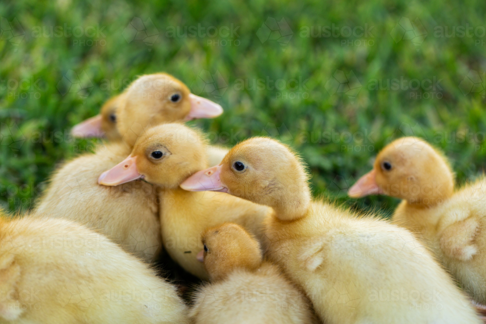Image of Group of yellow baby farm animals ducklings together on green ...