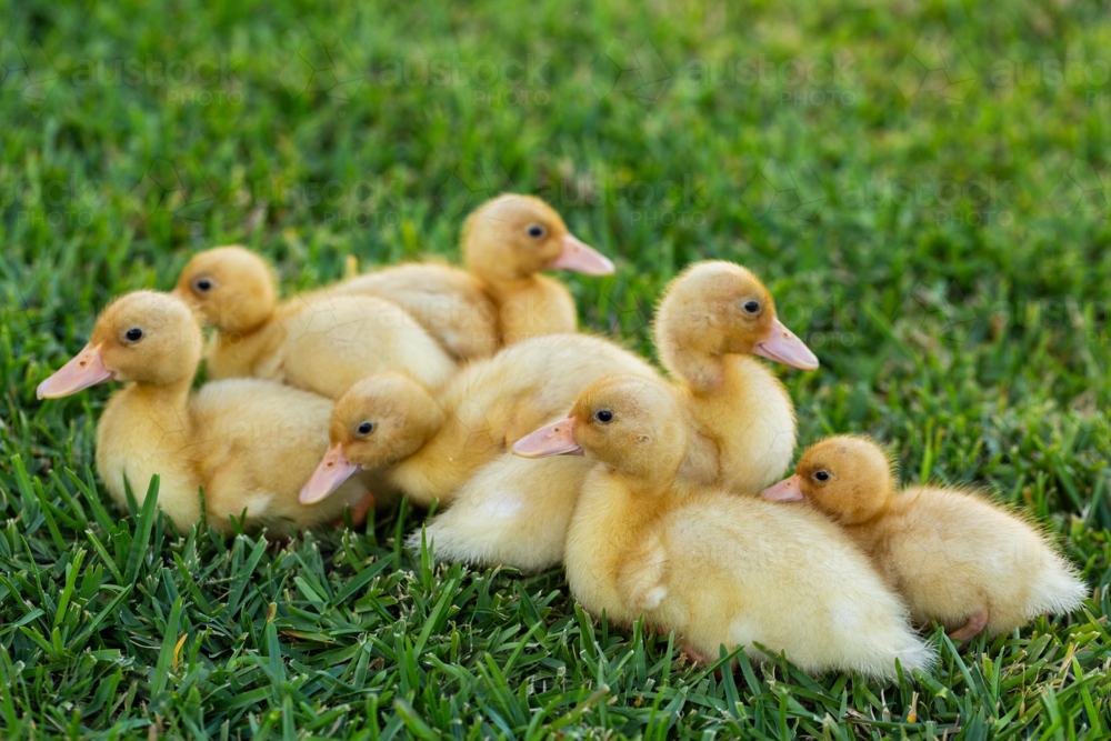 Image of Group of yellow baby farm animals ducklings together on green ...