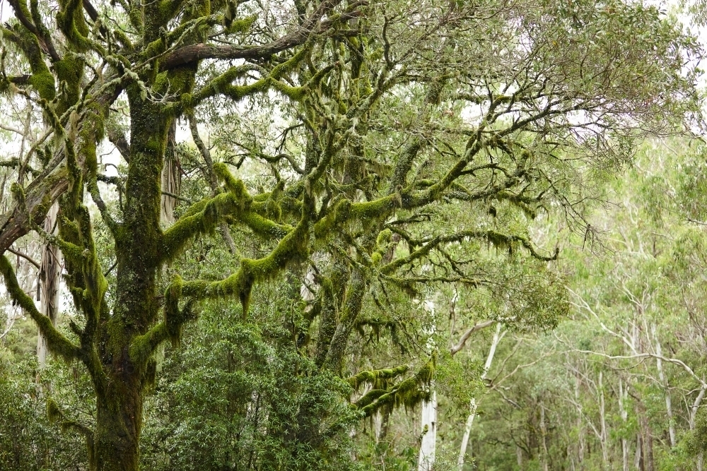 Image of Grown trees in a rain forest - Austockphoto