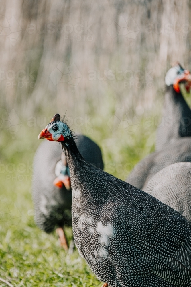 Image of Guinea fowl foraging in the paddock. - Austockphoto