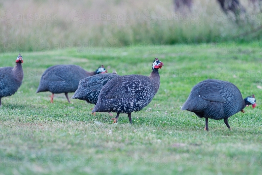 Image of guinea fowl on the grass at dusk - Austockphoto