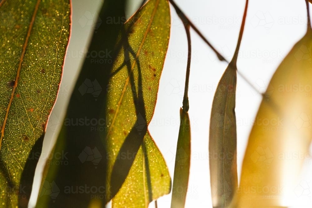 Image of gum leaves and light - Austockphoto