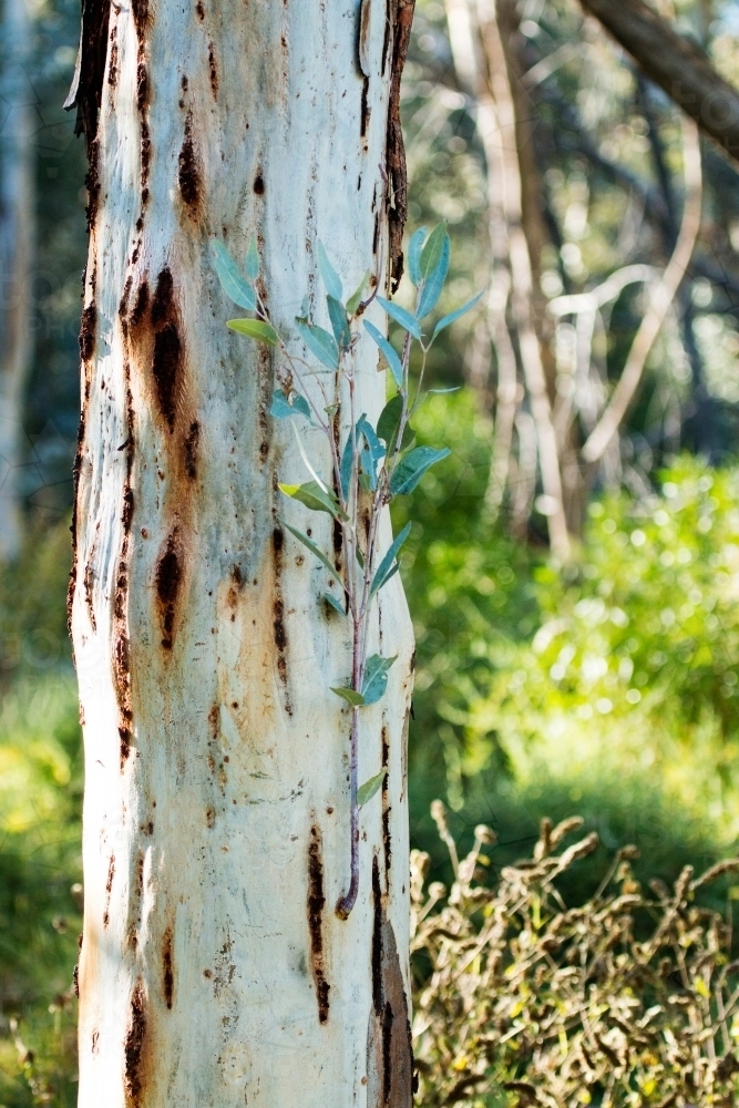 Image of Gum leaves shooting from tree trunk - Austockphoto