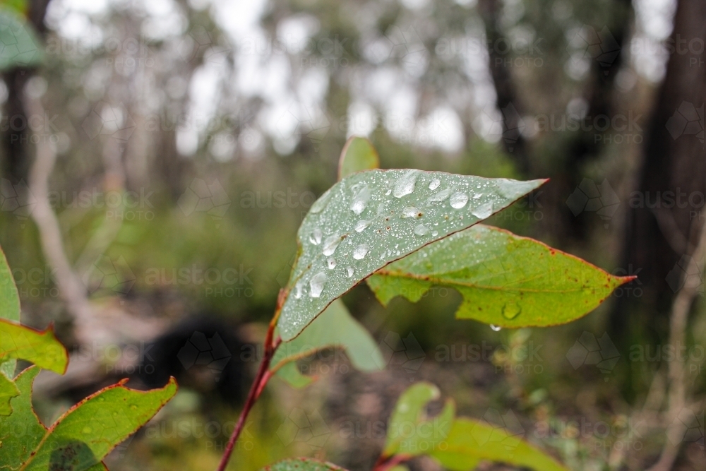 Image of Gum leaves with water droplets after rain - Austockphoto