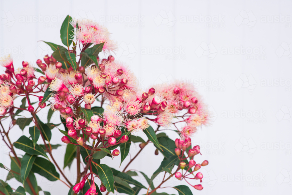 Image of gum nut flowers in bloom - Austockphoto