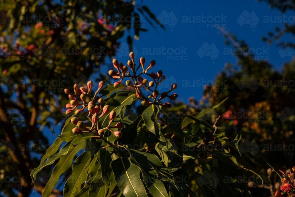 Image of gum nuts and gum tree blossoms on a sunny day - Austockphoto