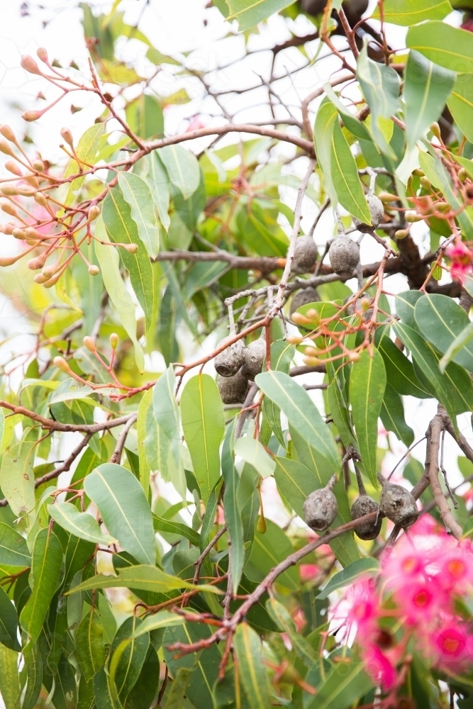 Image of gum nuts in a flowering eucalyptus tree - Austockphoto