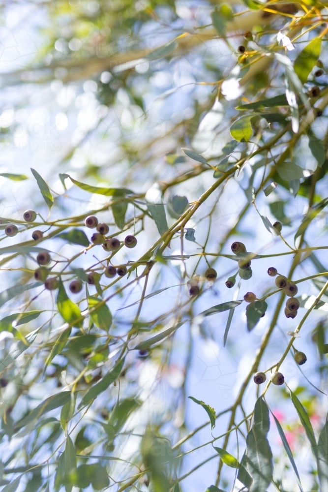 Image of Gum nuts with sun flare - Austockphoto