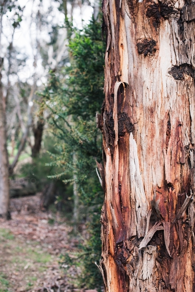 Image of Gum tree - Austockphoto