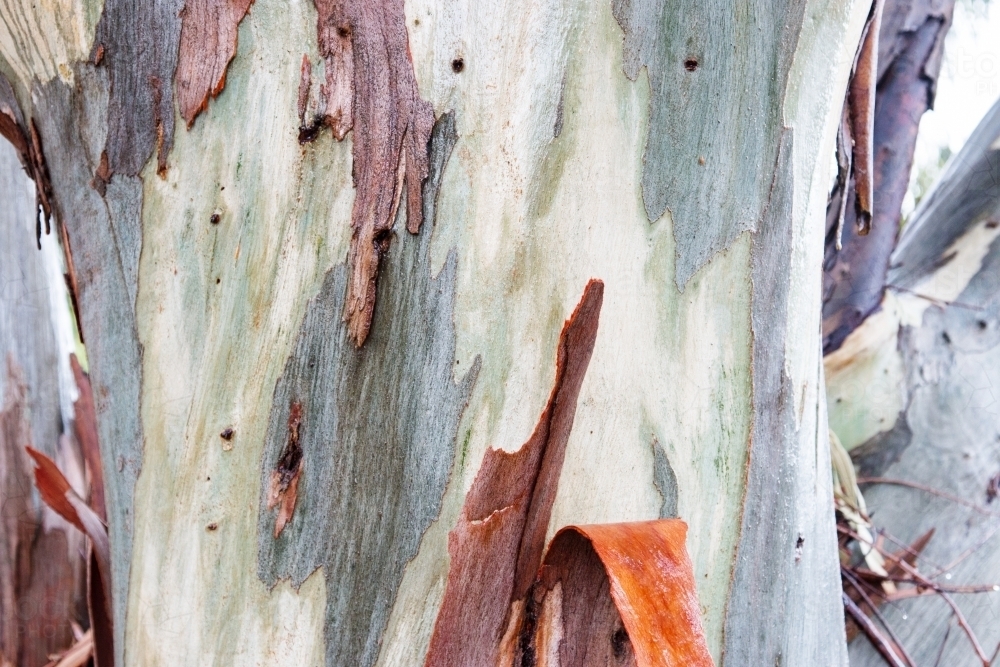 Image of Gum tree bark and trunk detail horizontal - Austockphoto