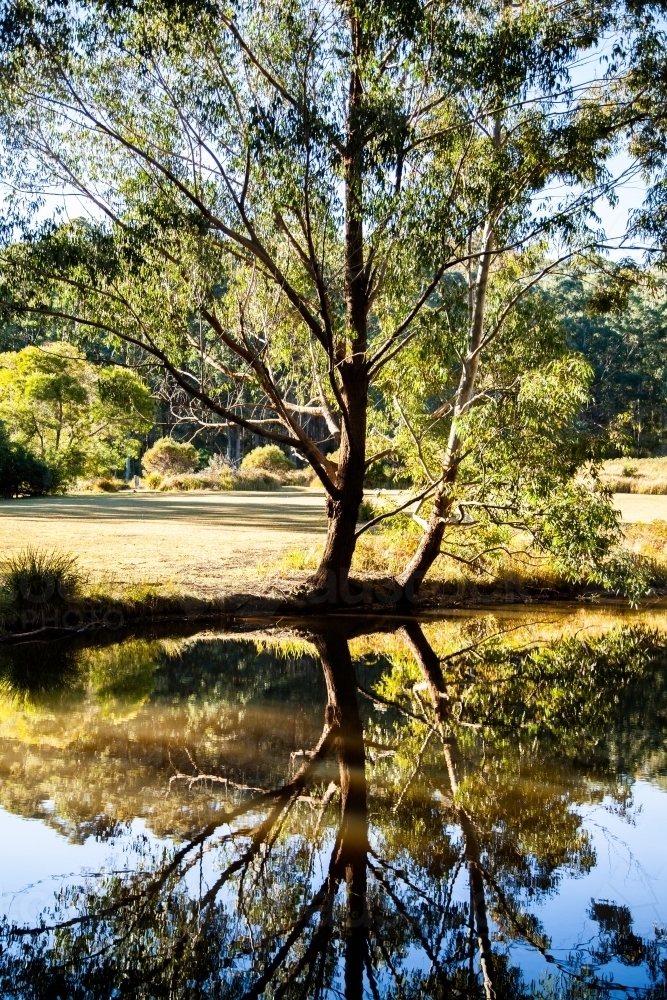 Image of Gum tree beside a dam with reflections in the water - Austockphoto