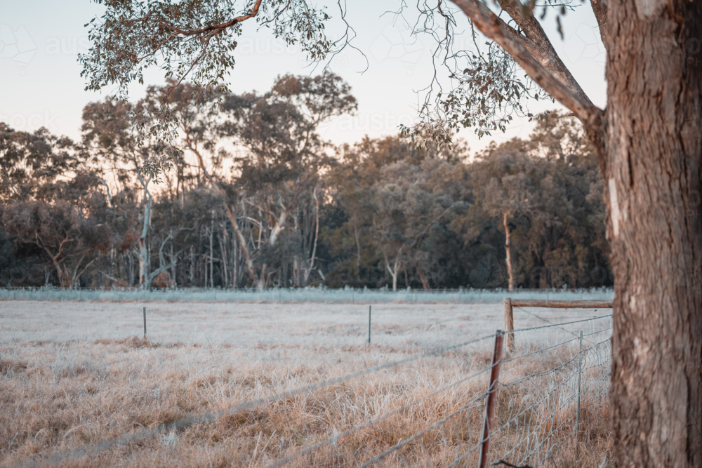 Image of Gum tree beside farm fence on frosty winter morning - Austockphoto