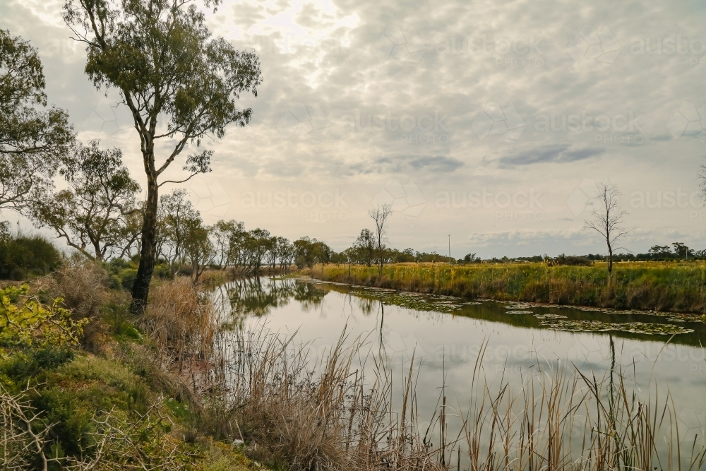 Image of Gum tree beside irrigation channel in rural Victoria ...
