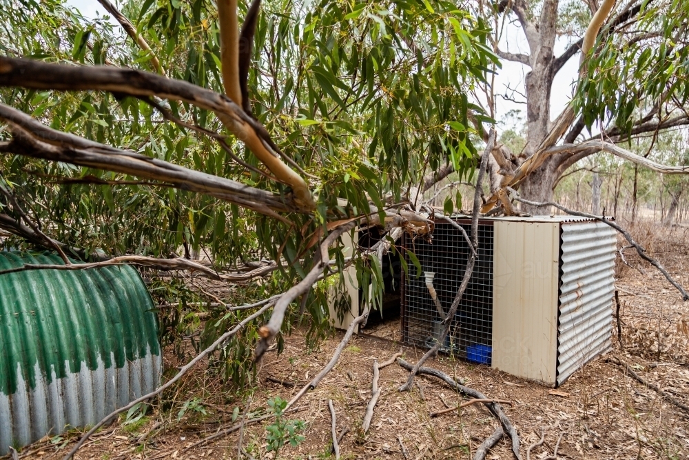 Image of Gum tree branch fallen on chook shed - drought killing trees ...