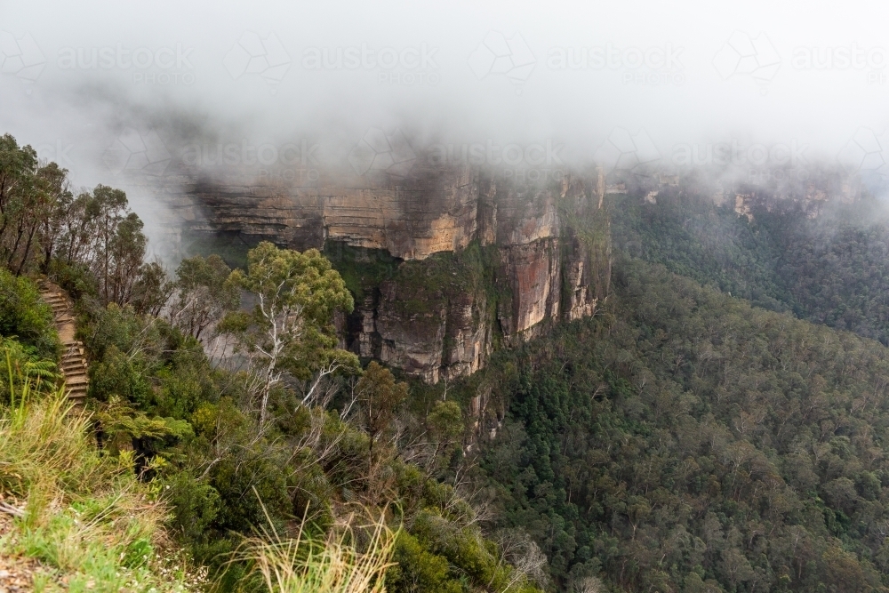Image of Gum tree growing beside steps leading into mountain valley ...