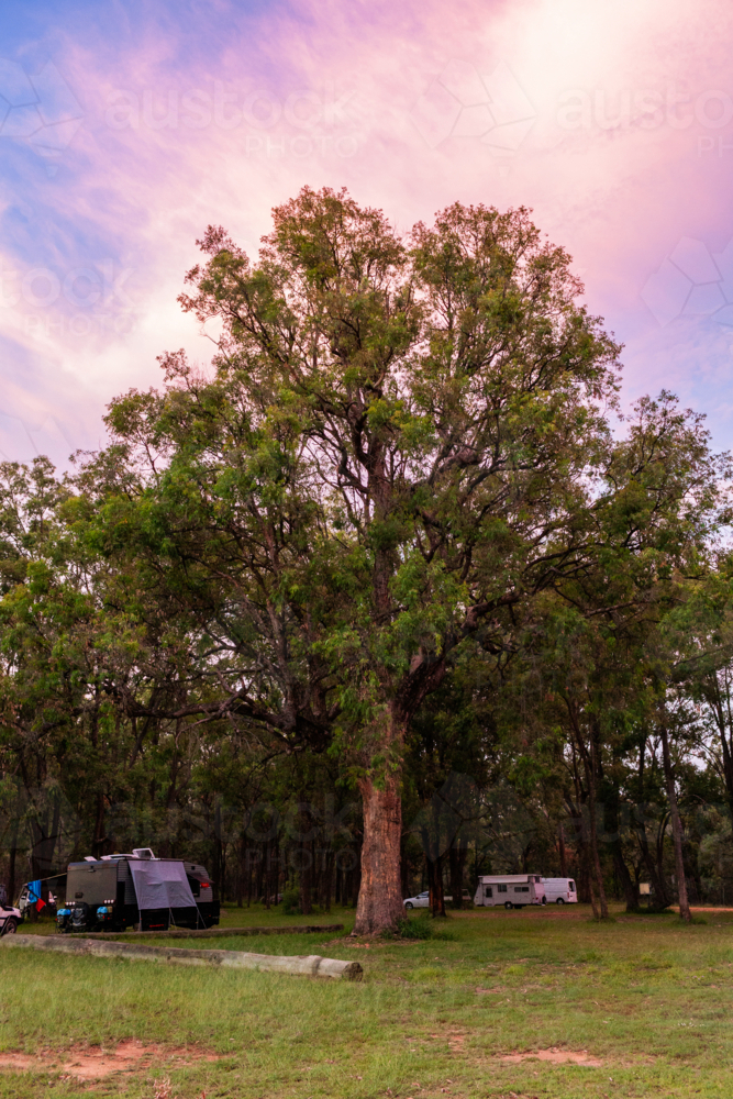Image of Gum tree in campground with caravans parked under branches in ...