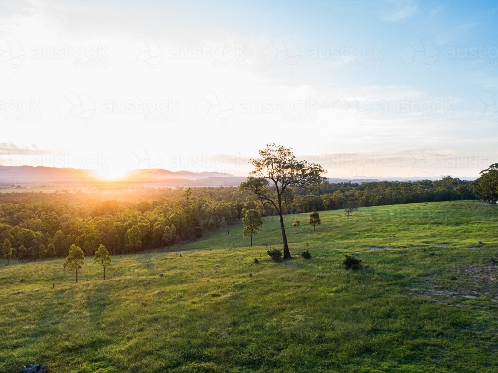 Image of Gum tree in green paddock as sunset light shines over ...