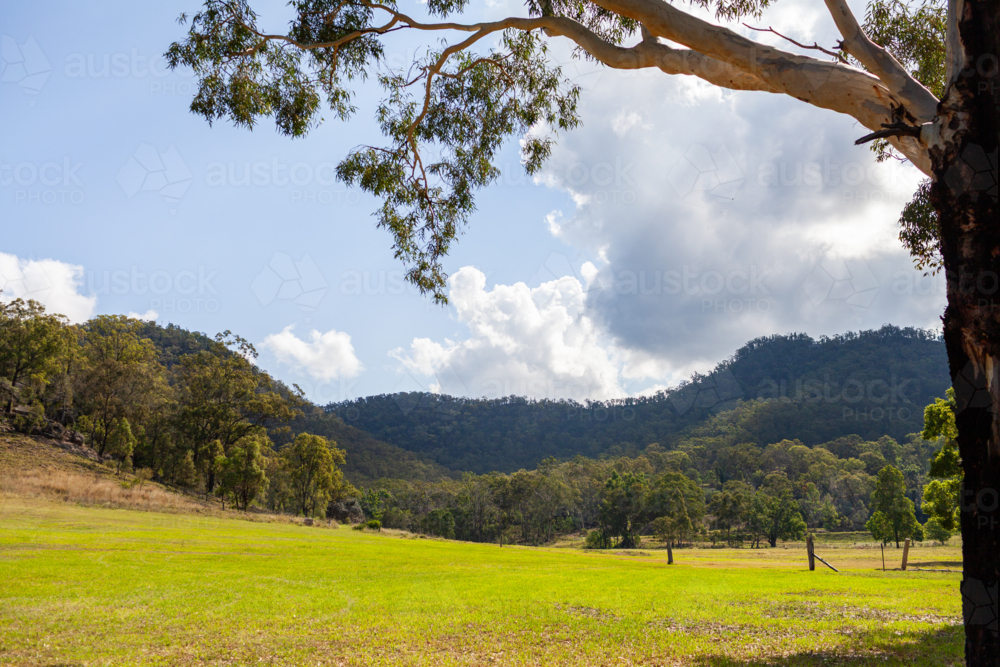Image of Gum tree in landscape near Baiame Cave in Upper Hunter Valley ...