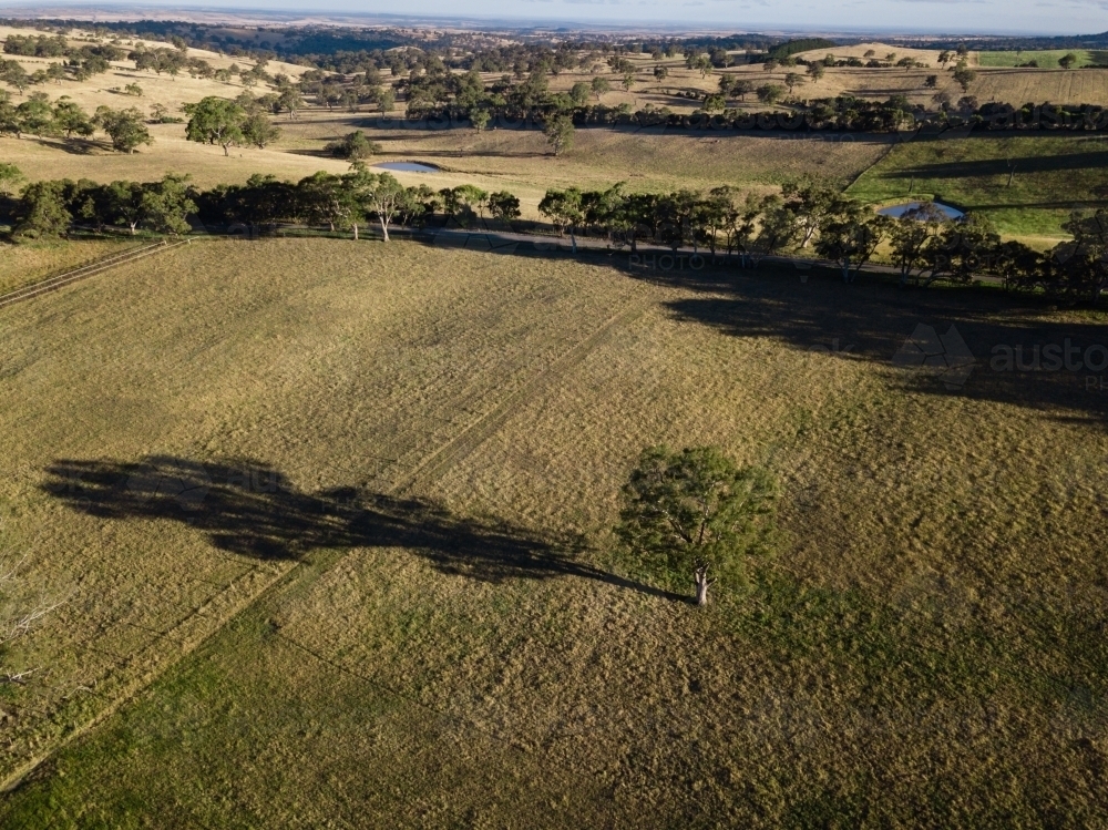 Image of gum tree in paddock - Austockphoto