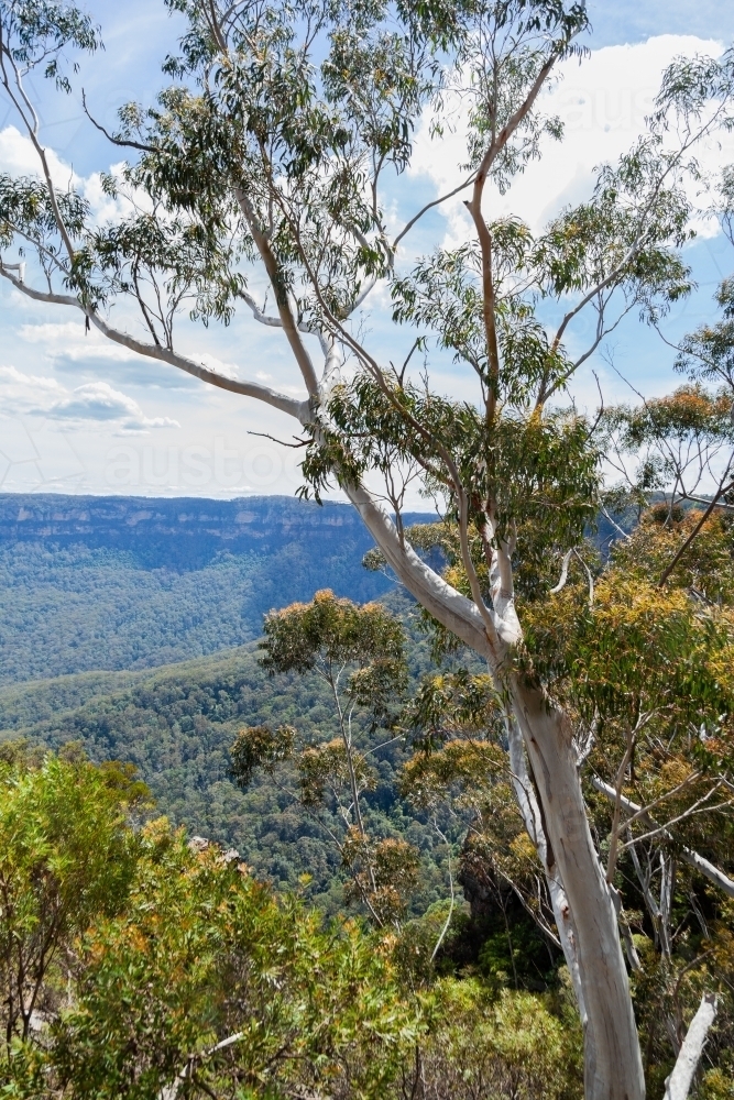 Image of Gum tree in the blue mountains - Austockphoto