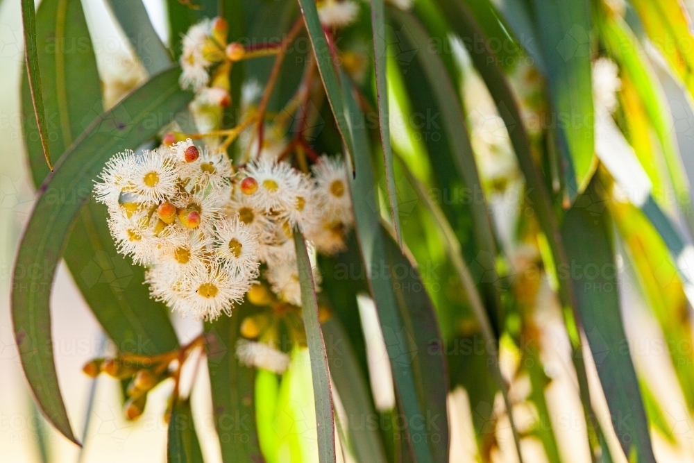 Image of Gum tree leaves and pale flowers with copy space - Austockphoto