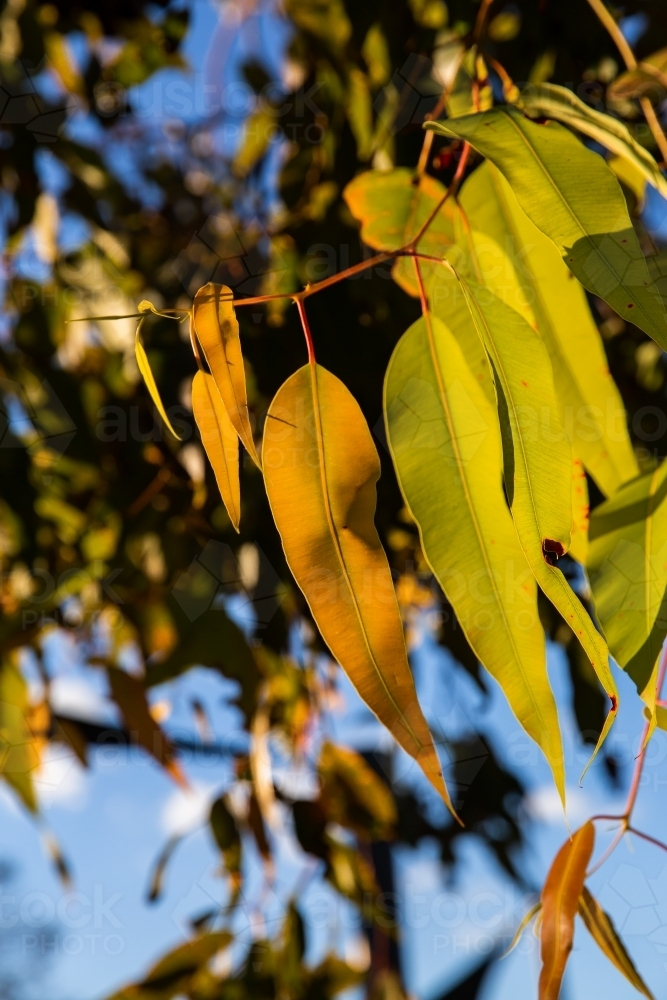 Image of gum tree leaves with new growth on a twig - Austockphoto