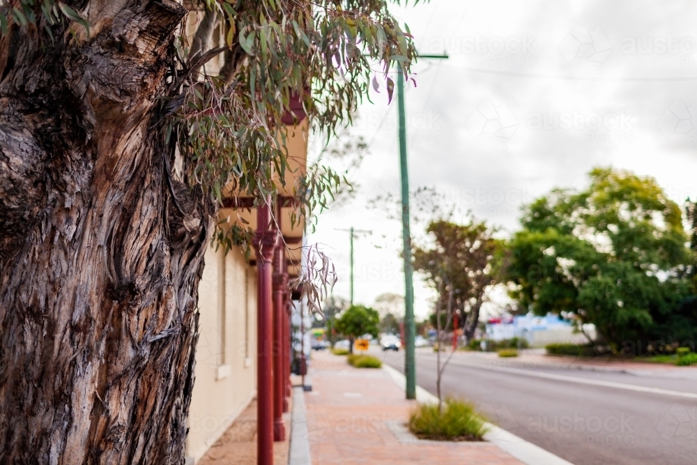 Image of Gum tree trunk detail and leaves with street in town copy ...