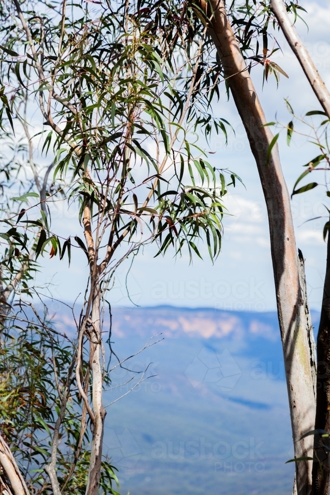 Image of Gum tree trunks and leaves in blue mountains - Austockphoto
