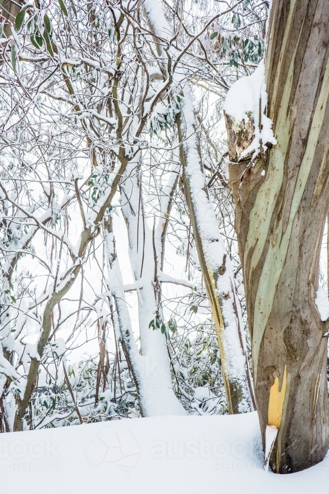 Image of Gum tree trunks buried in snow. - Austockphoto