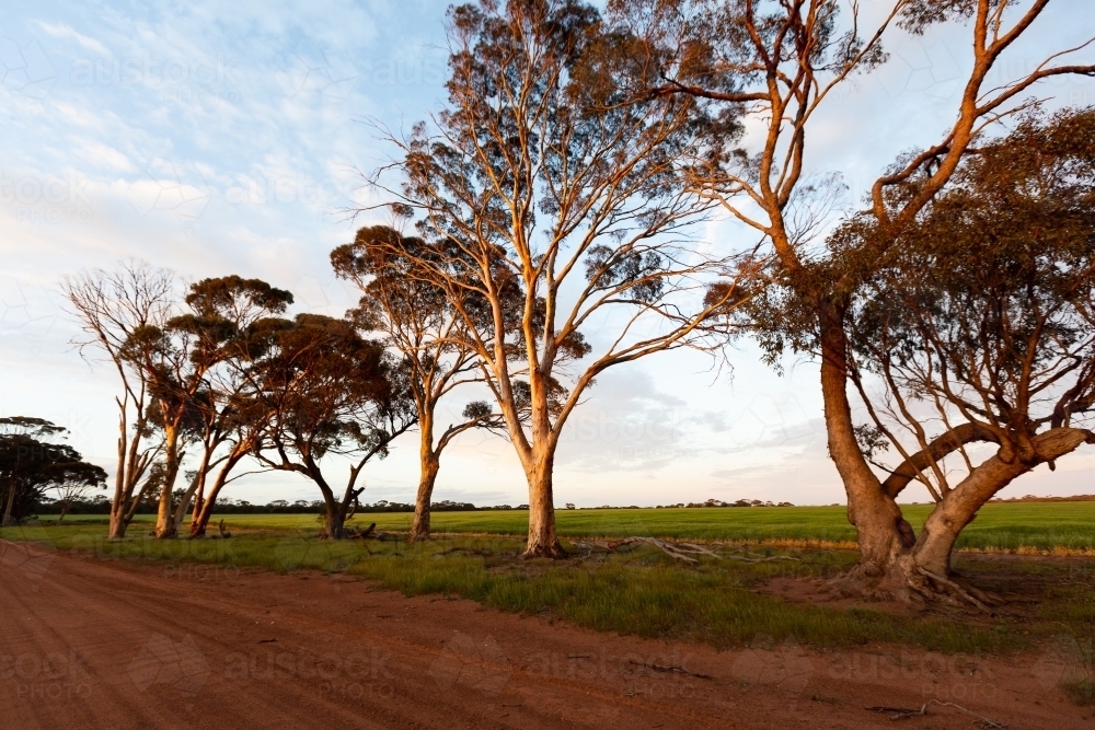 Image of gum trees along gravel roadside in the country - Austockphoto