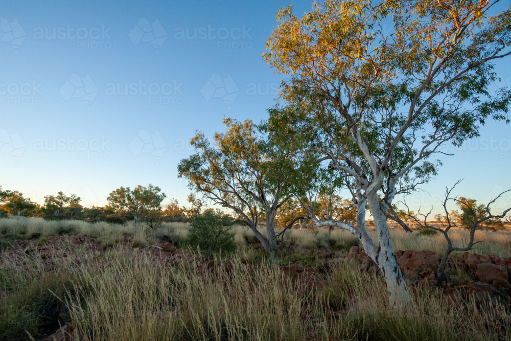 Image of Gum trees and tall dry grass in the Pilbara region of Western ...