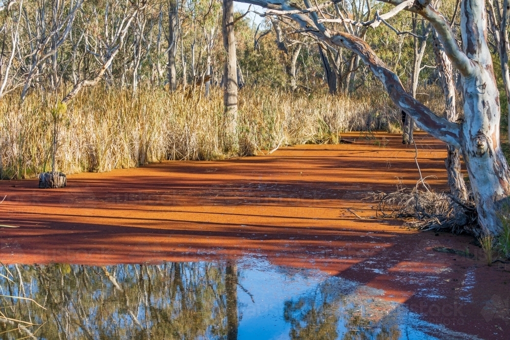 Image of Gum trees around a swamp with orange algae covering the water ...