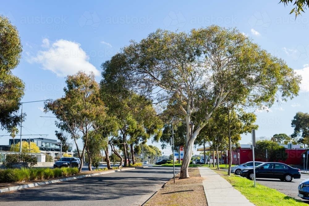 Image of Gum trees beside road and footpath with carpark in city suburb ...