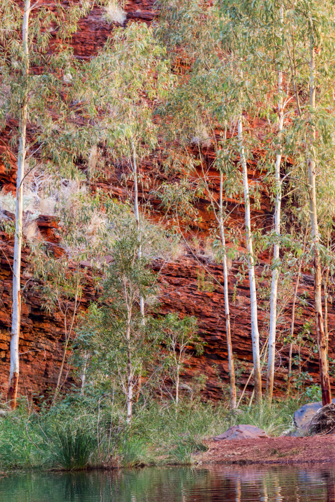 Image of Gum trees by a billabong with rocky red cliff - Austockphoto